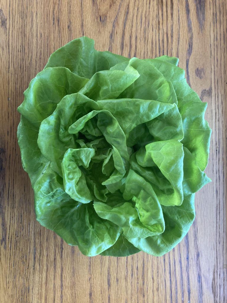 Butter Head Lettuce – Saint Isidore Market
